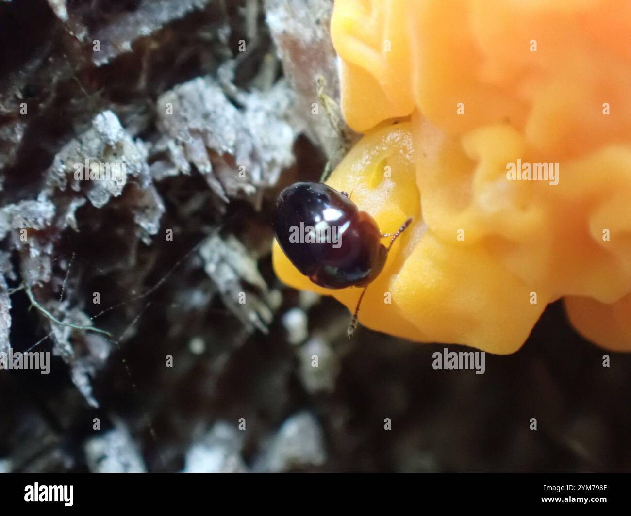 Round Fungus Beetles (Leiodidae Stock Photo - Alamy