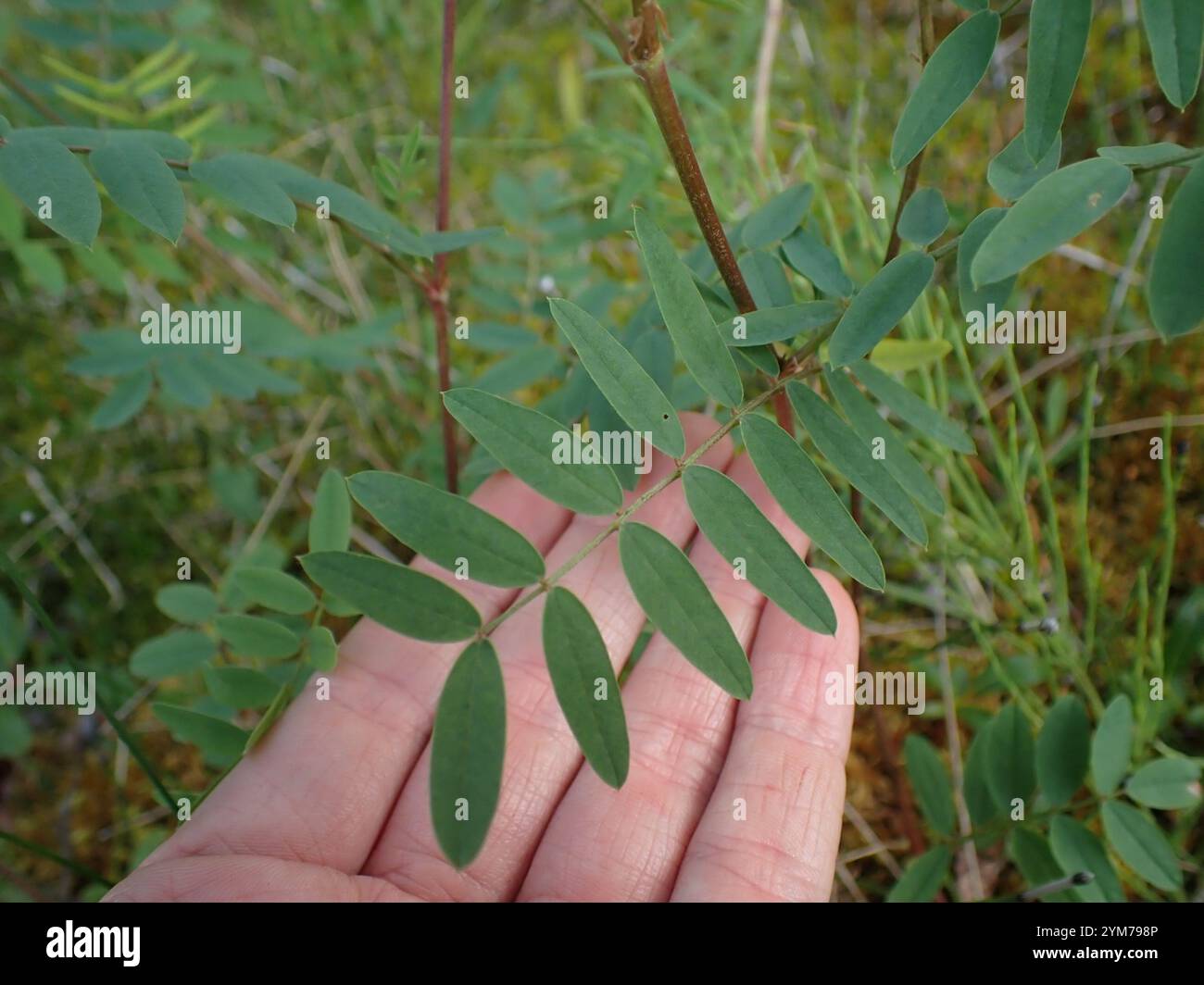 Alpine Sweet-vetch (Hedysarum alpinum Stock Photo - Alamy