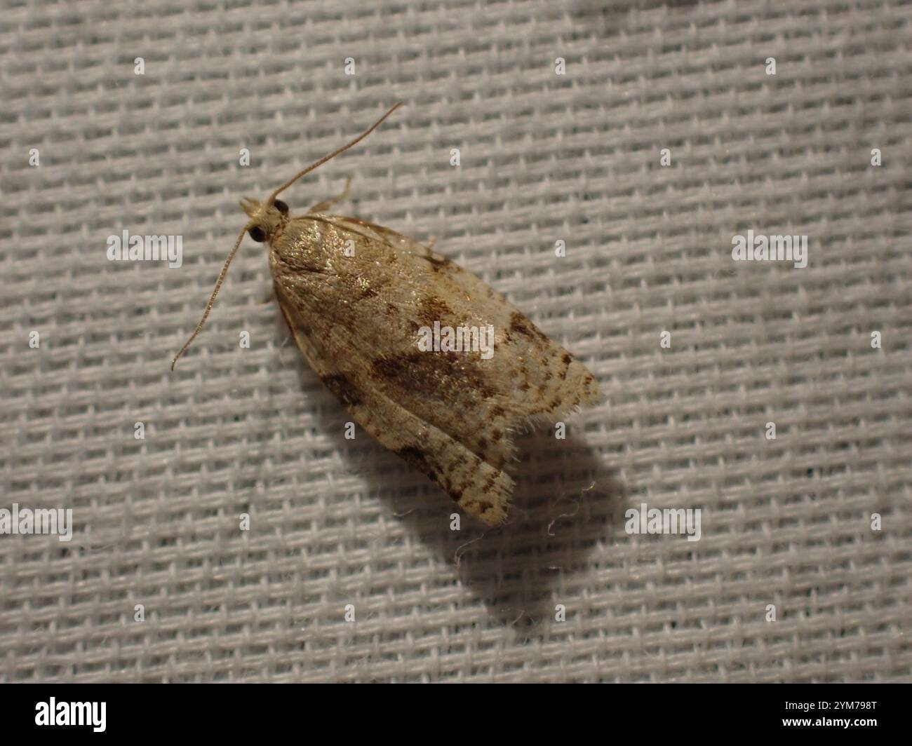 Tortricid Leafroller Moths (Tortricidae Stock Photo - Alamy