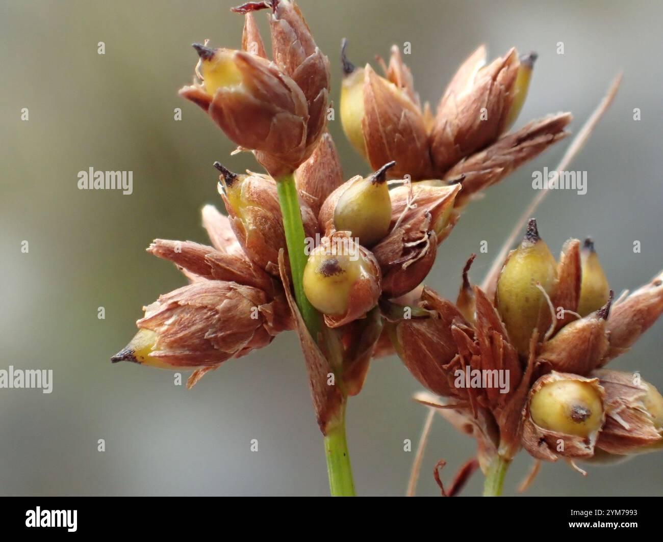 (Cladium mariscus mariscus Stock Photo - Alamy