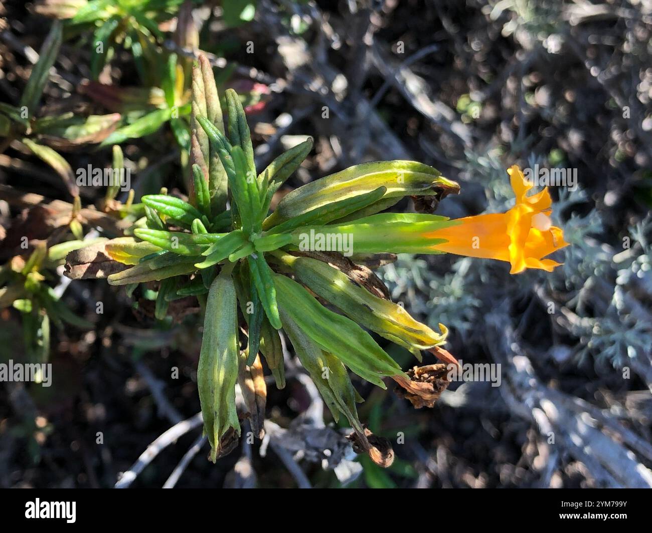 orange bush monkeyflower (Diplacus aurantiacus Stock Photo - Alamy
