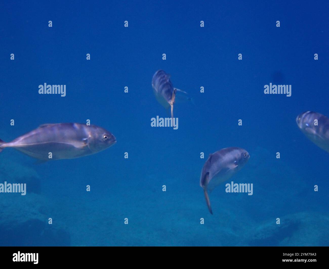 Blue Runner (Caranx crysos Stock Photo - Alamy