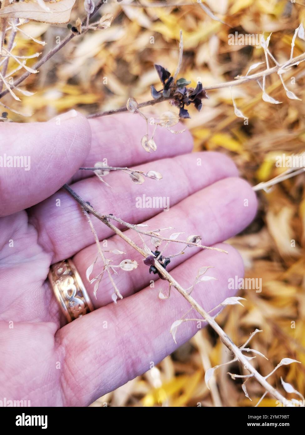 field peppergrass (Lepidium campestre Stock Photo - Alamy