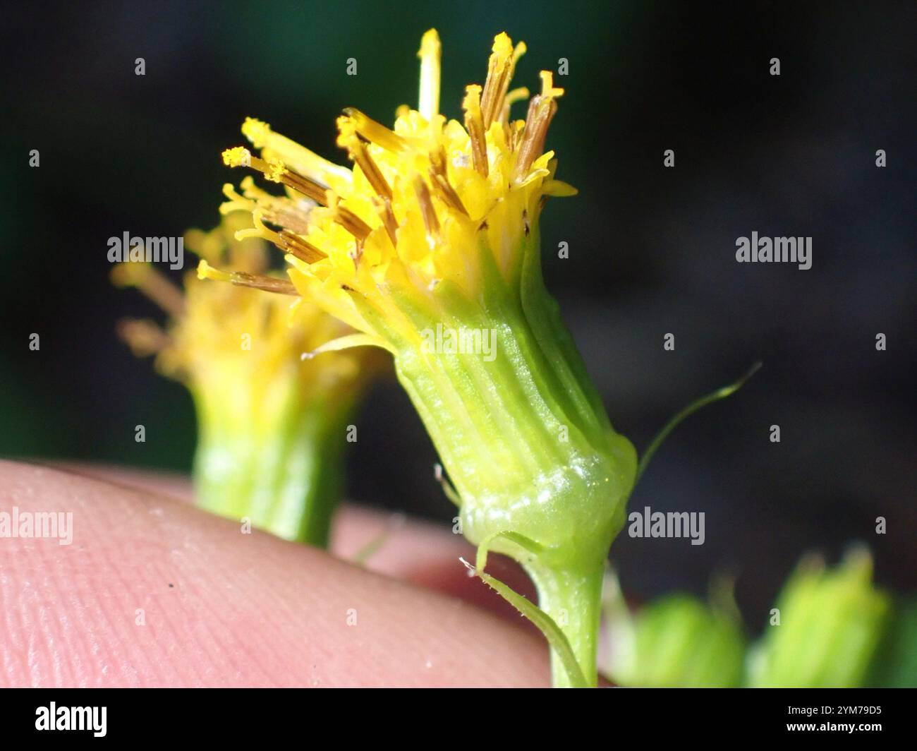 Arrowleaf Senecio (Senecio triangularis Stock Photo - Alamy