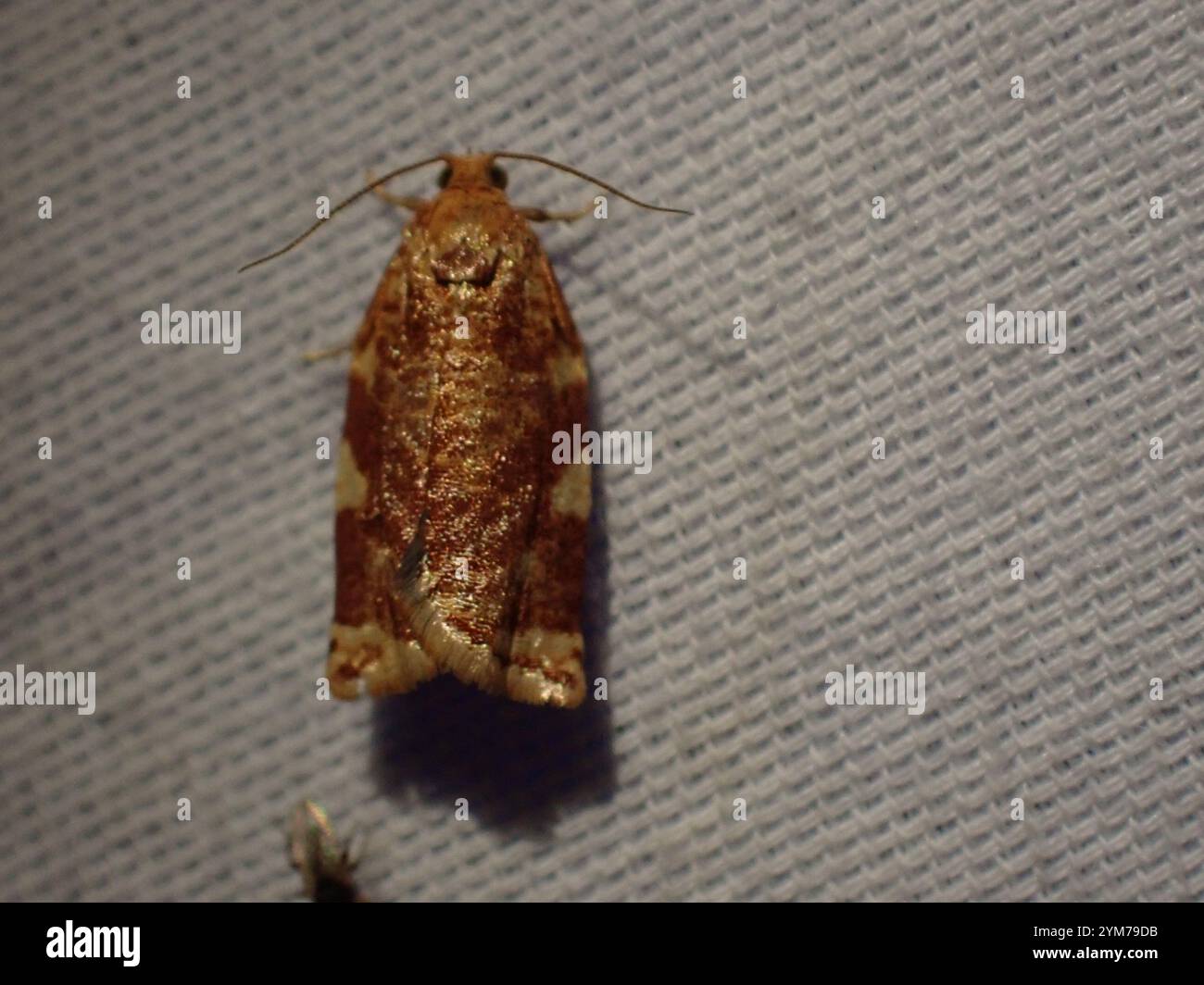 Fruit-tree Leafroller Moth (Archips argyrospila Stock Photo - Alamy