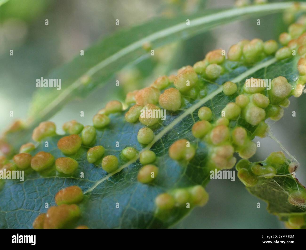 Gall and Rust Mites (Eriophyidae Stock Photo - Alamy