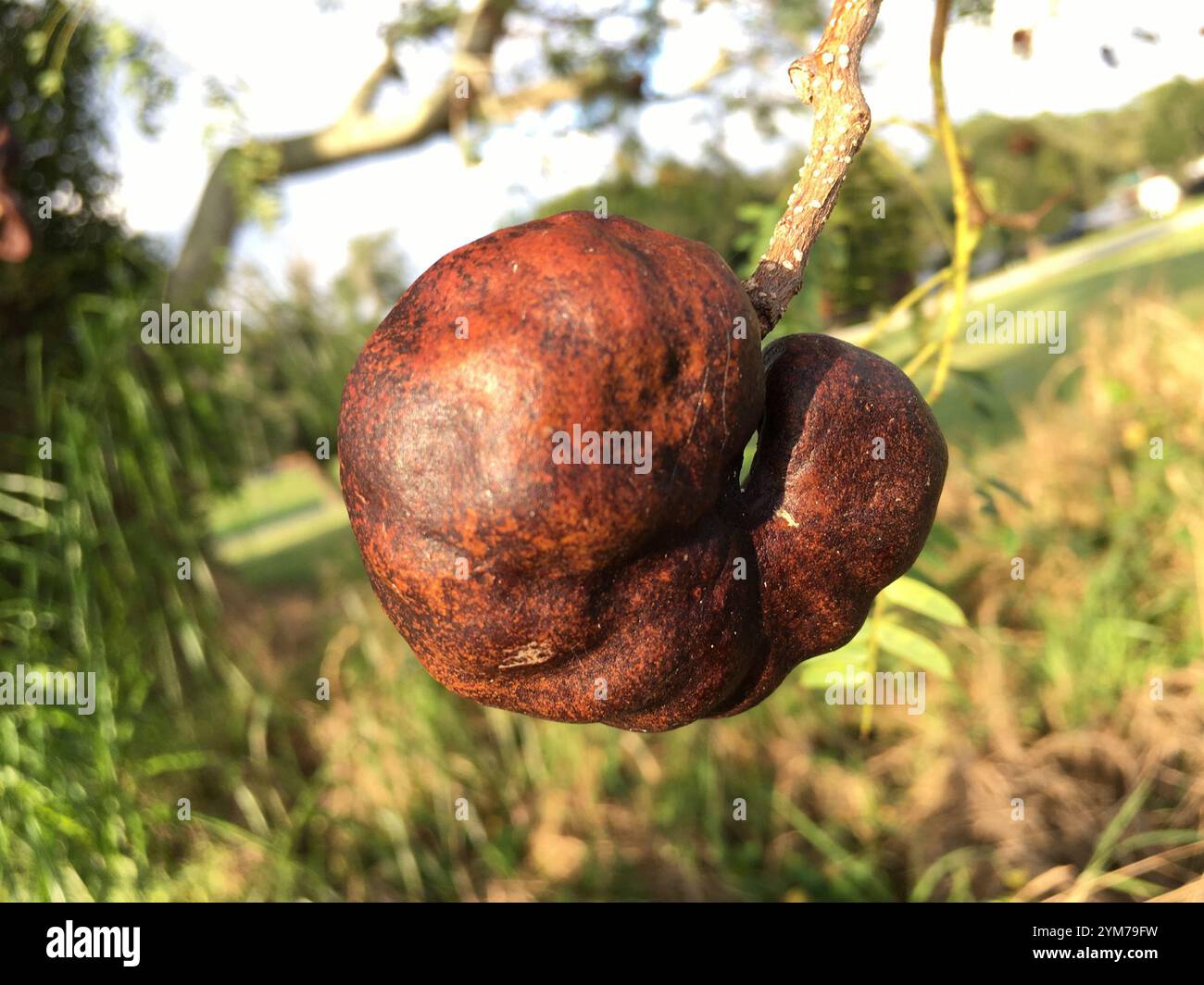 Pacara Earpod Tree (Enterolobium contortisiliquum Stock Photo - Alamy