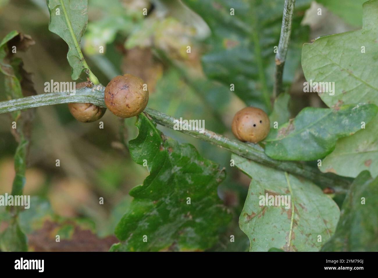 Oak Marble Gall Wasp (Andricus kollari Stock Photo - Alamy