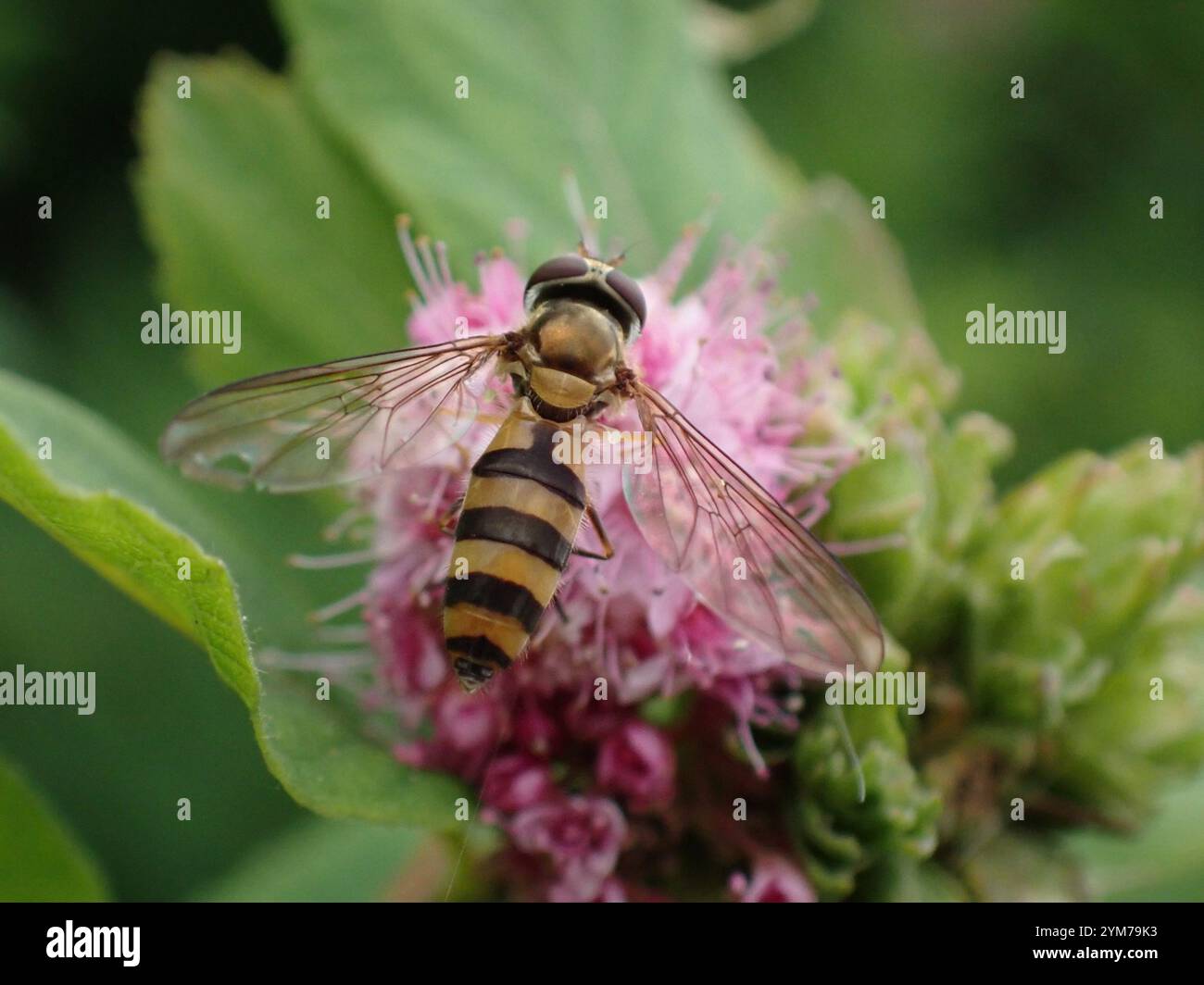 Meliscaeva cinctella hi-res stock photography and images - Alamy