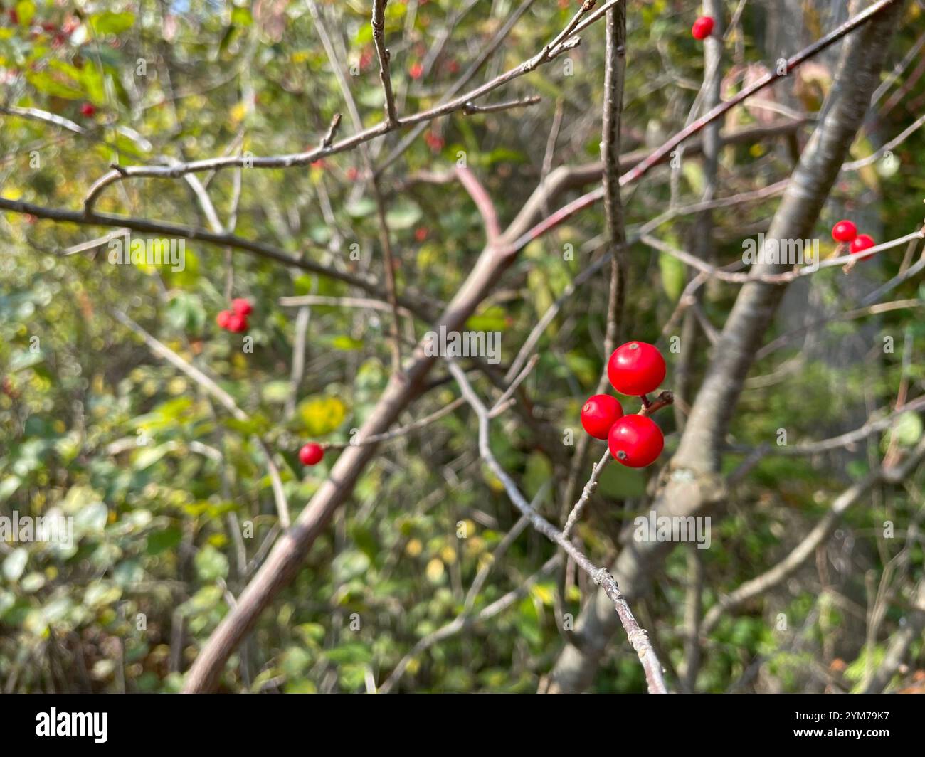 winterberry holly (Ilex verticillata Stock Photo - Alamy