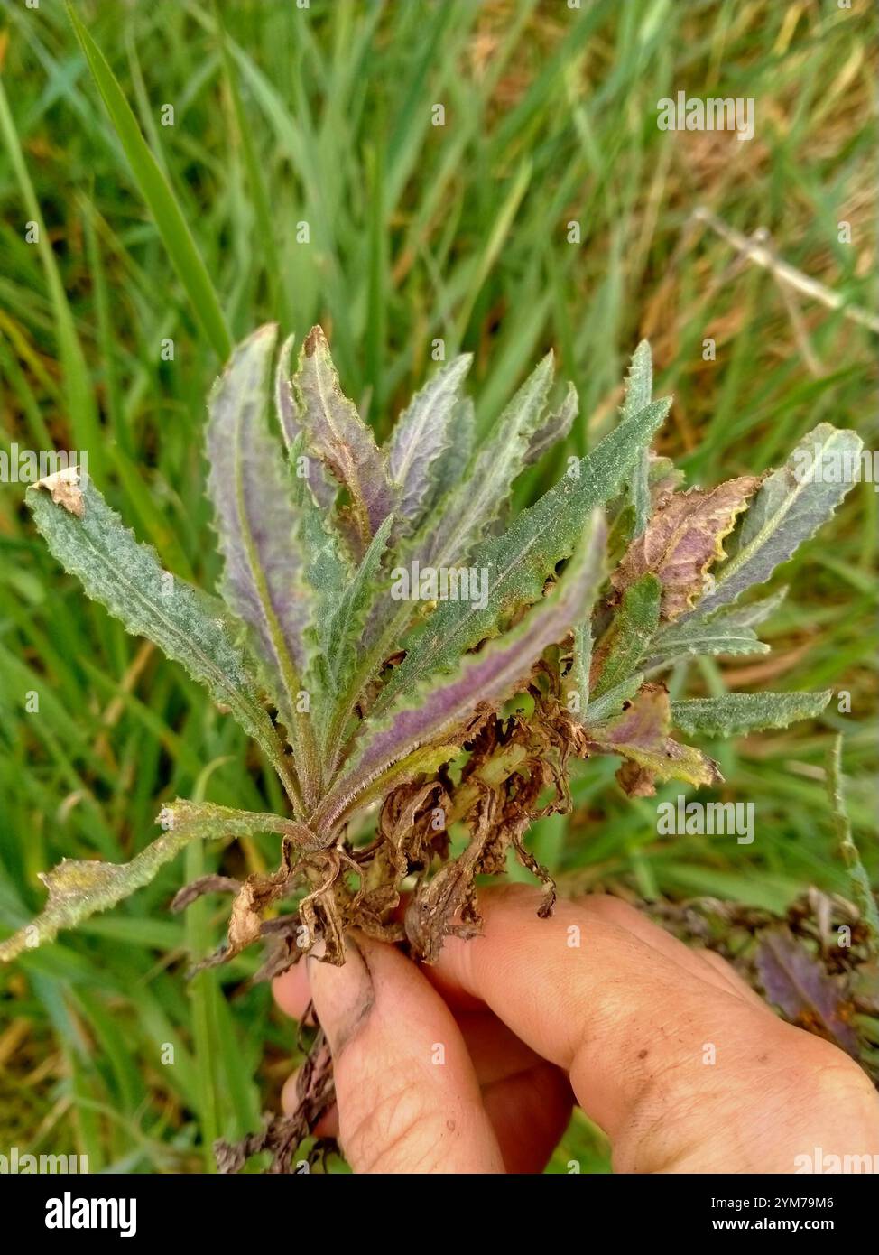 coastal burnweed (Senecio minimus Stock Photo - Alamy