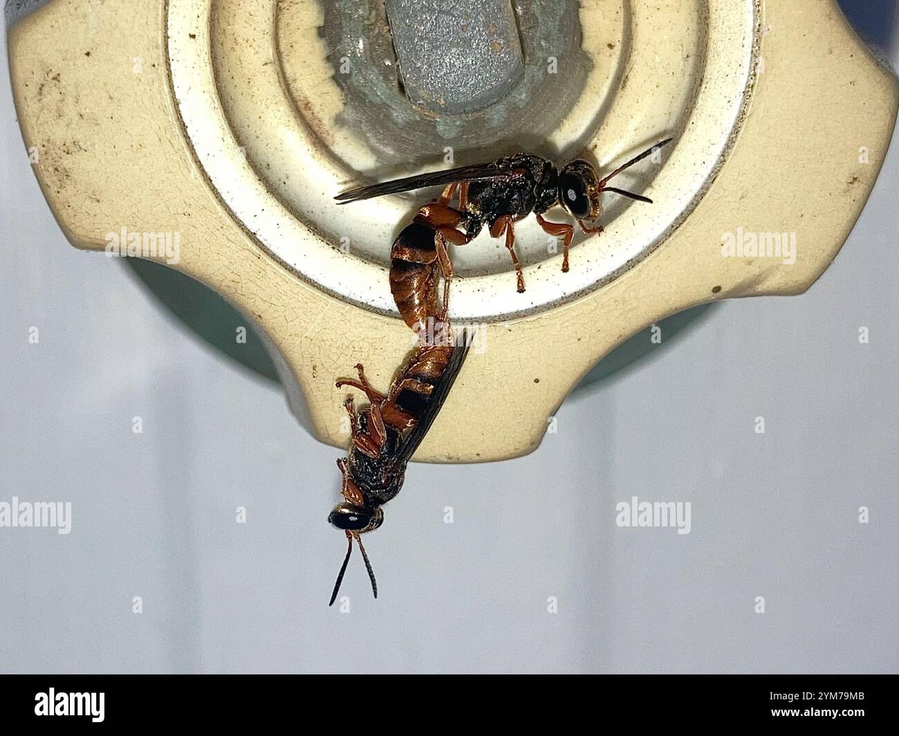 Square-headed Wasps, Sand Wasps, and Allies (Crabronidae Stock Photo ...