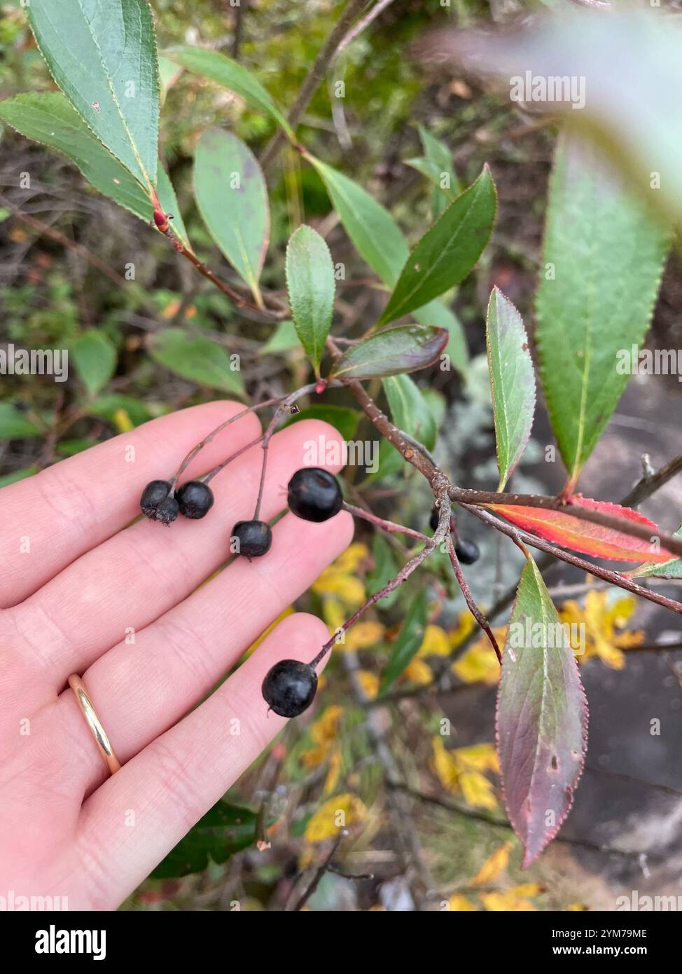 black chokeberry (Aronia melanocarpa Stock Photo - Alamy