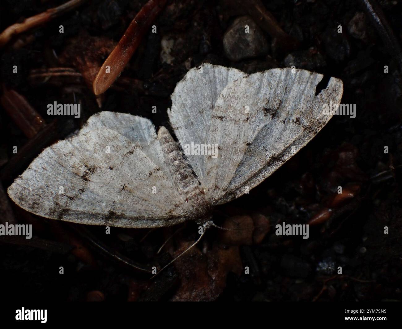 Geometer Moths (Geometridae Stock Photo - Alamy