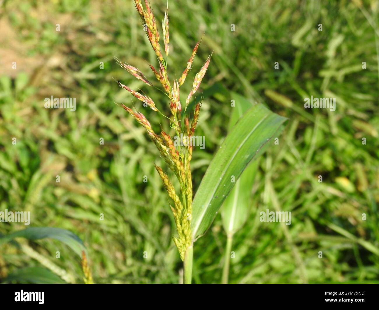 Johnson grass (Sorghum halepense Stock Photo - Alamy