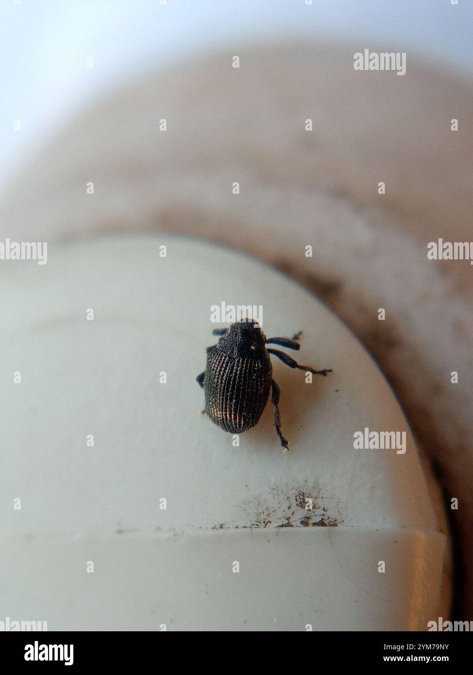 True Weevils (Curculionidae Stock Photo - Alamy