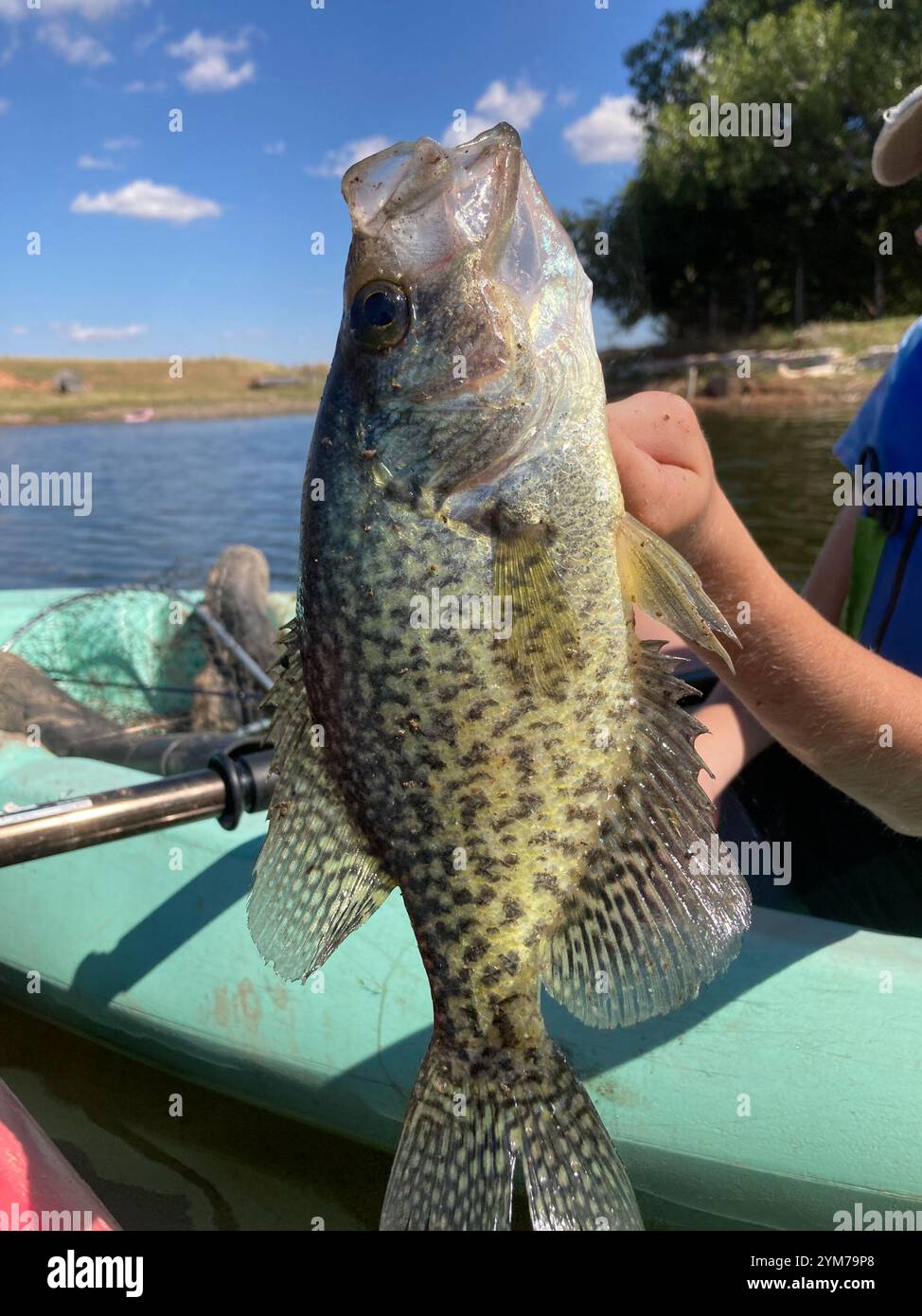 Black crappie hi-res stock photography and images - Alamy