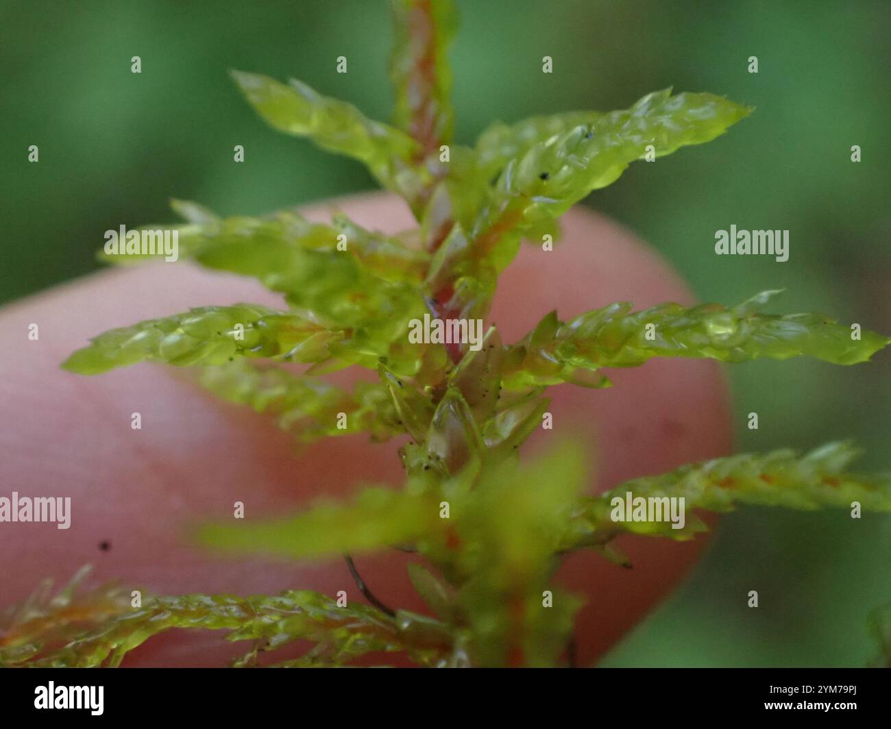 Red-stemmed Feather Moss (Pleurozium schreberi Stock Photo - Alamy