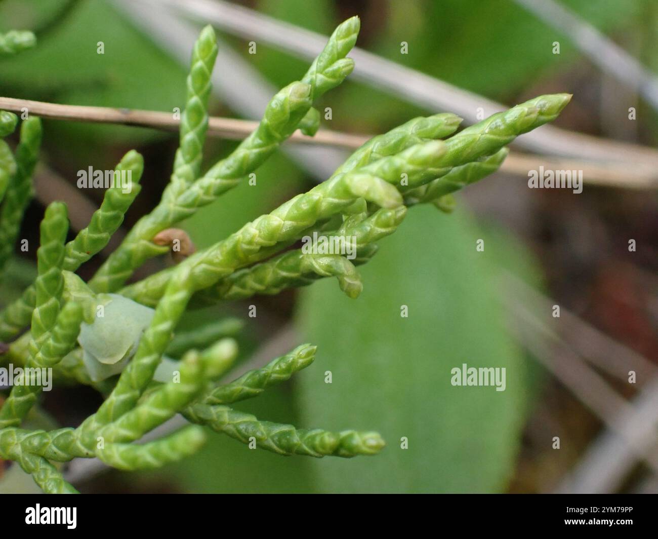 creeping juniper (Juniperus horizontalis Stock Photo - Alamy