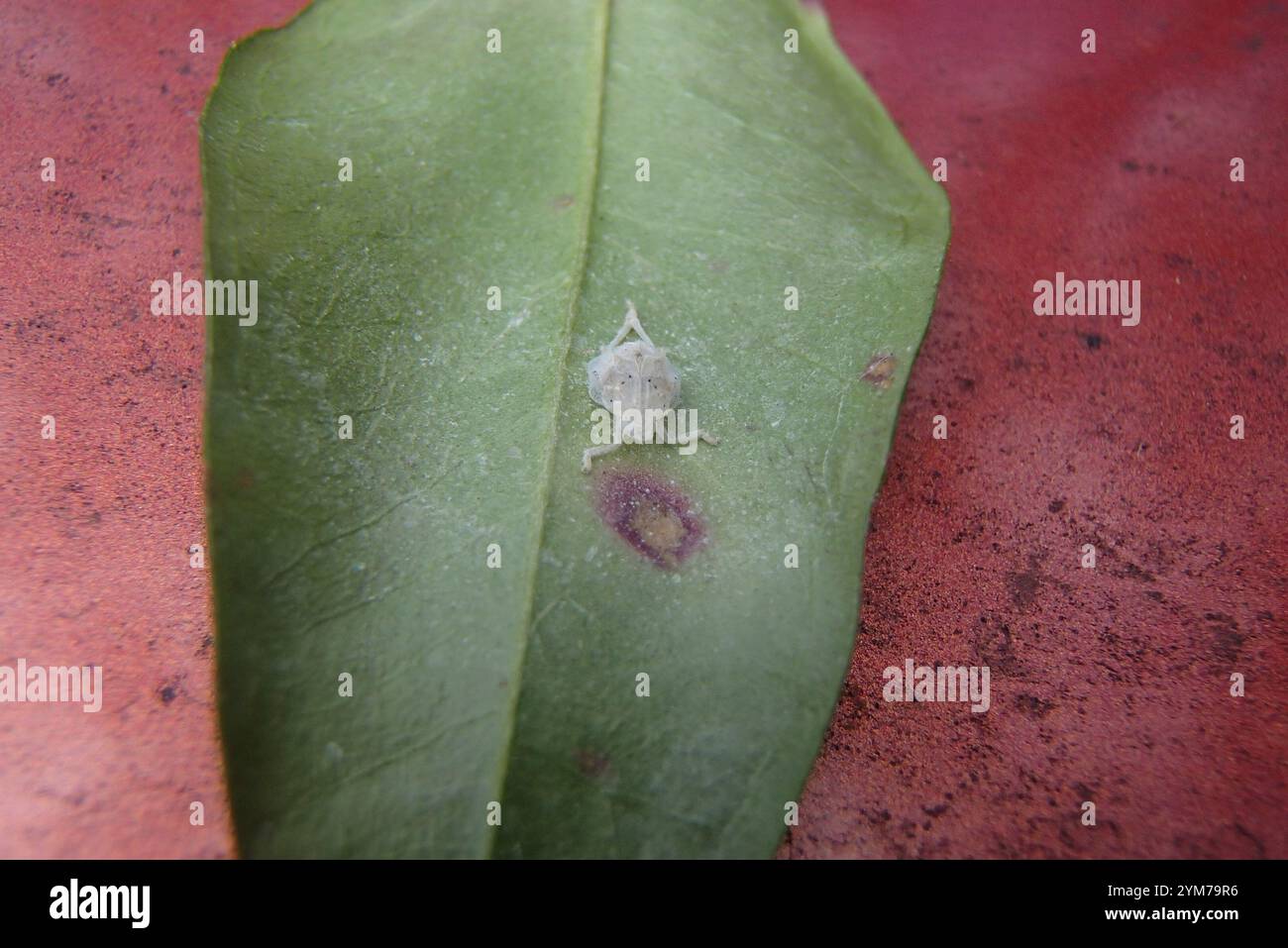 True Hoppers (Auchenorrhyncha Stock Photo - Alamy
