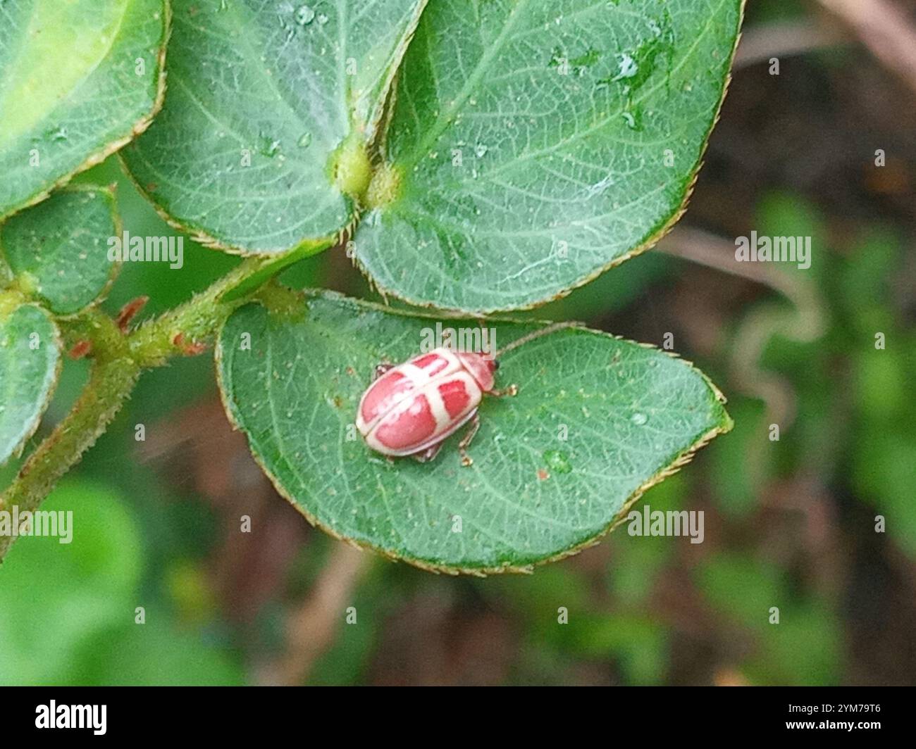 Alagoasa hi-res stock photography and images - Alamy