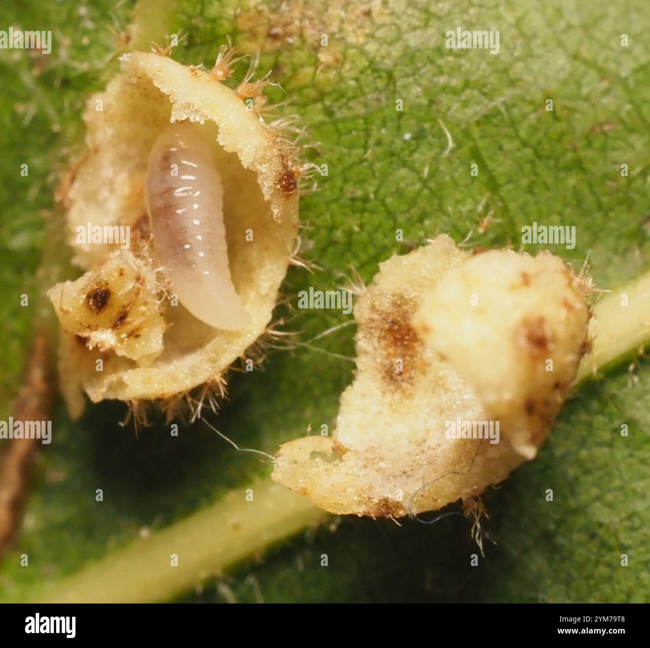 Chalcidoid Wasps (Chalcidoidea Stock Photo - Alamy