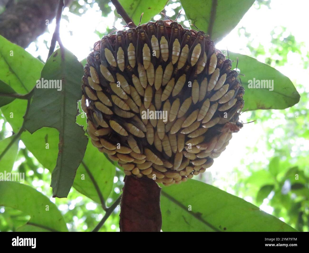Central American Paper Wasp (Apoica pallens Stock Photo - Alamy