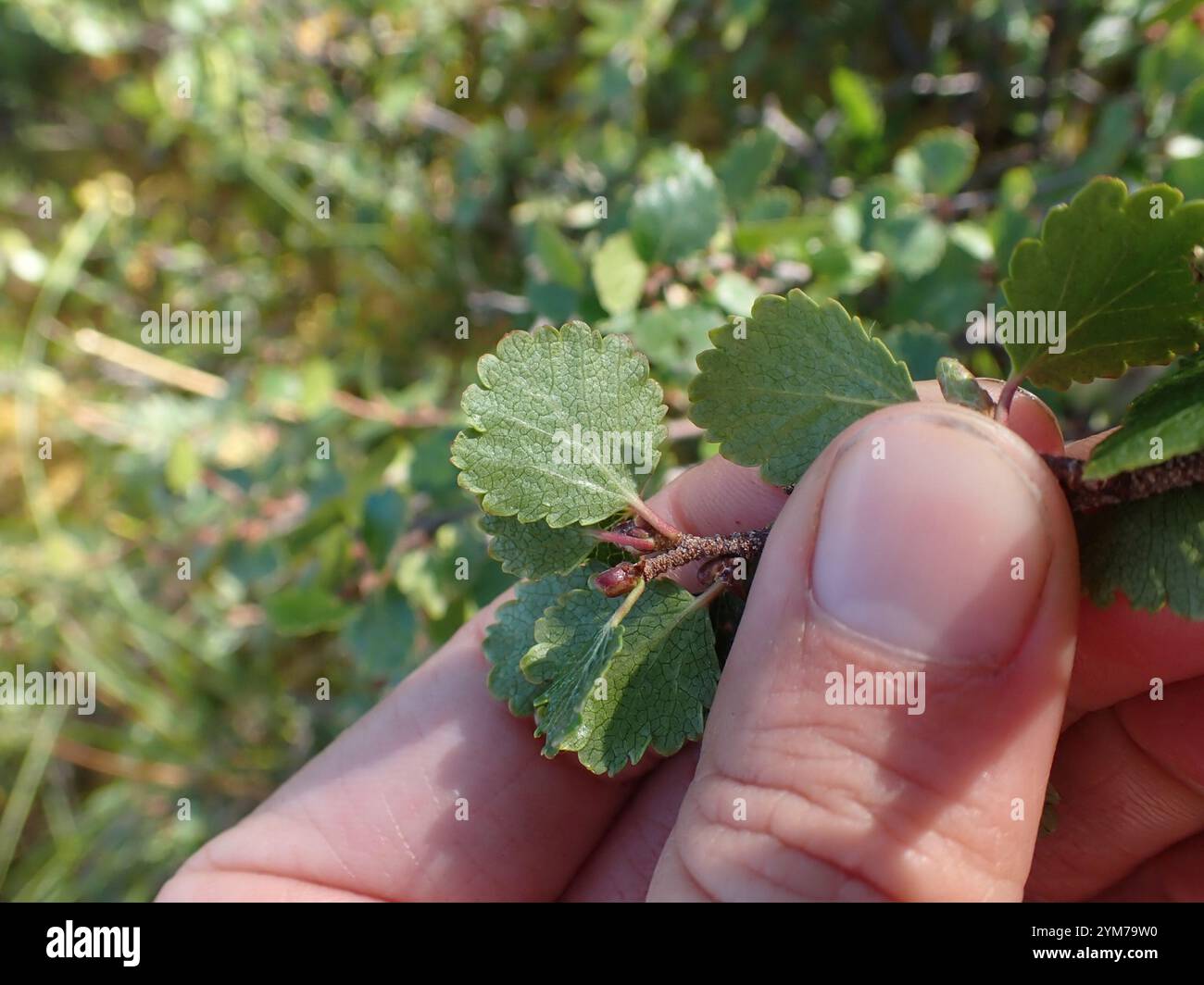 Betula glandulosa hi-res stock photography and images - Alamy