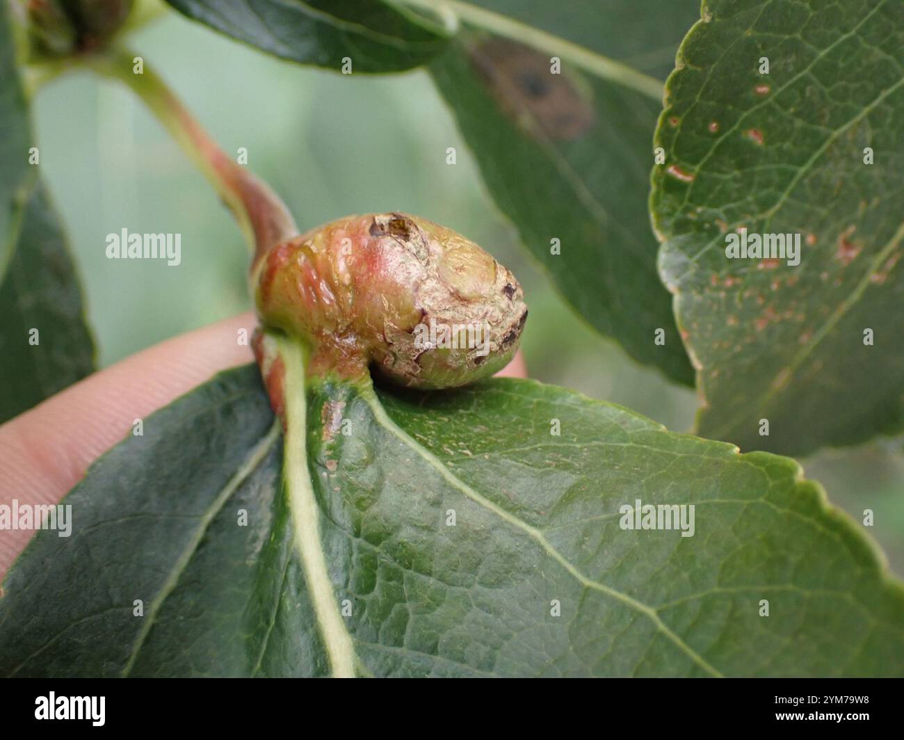 Poplar Leaf-stem Gall Aphids (Pemphigus Stock Photo - Alamy