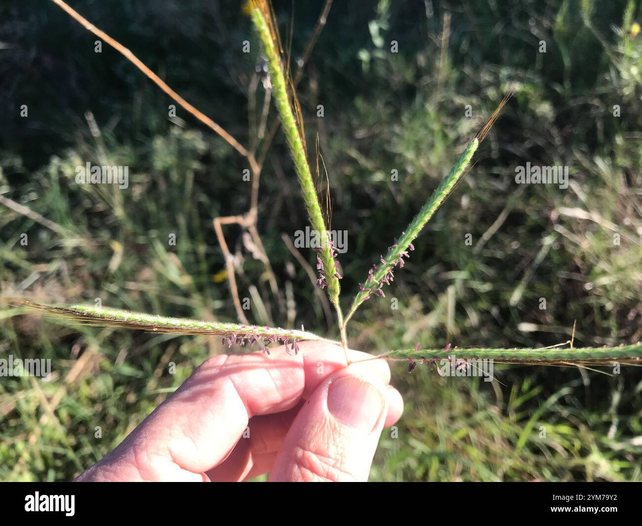 Angleton hi-res stock photography and images - Alamy