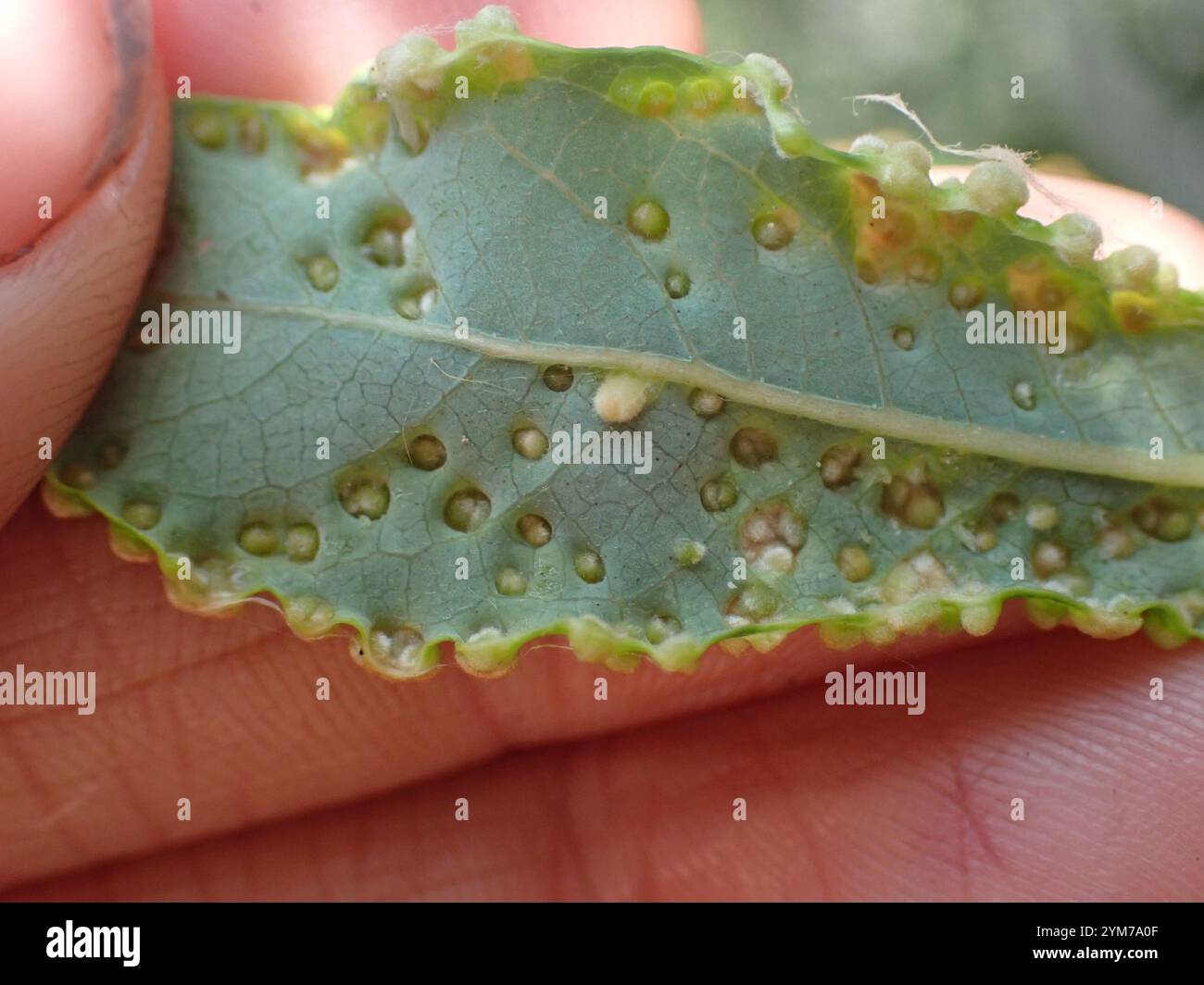 Gall and Rust Mites (Eriophyidae Stock Photo - Alamy