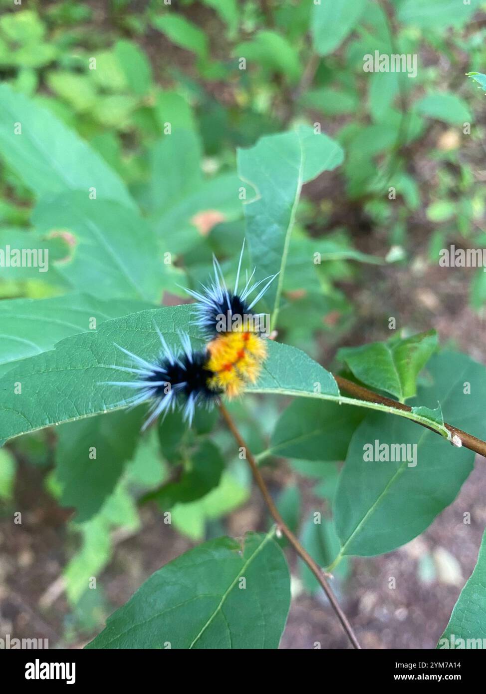 Spotted Tussock Moth (Lophocampa maculata Stock Photo - Alamy