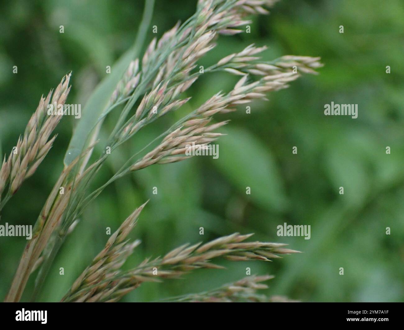 canadian bluejoint (Calamagrostis canadensis Stock Photo - Alamy