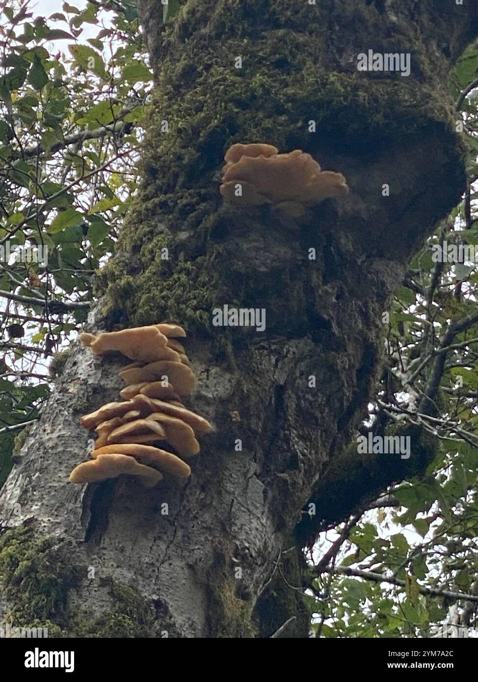 Western Hardwood Sulphur Shelf (Laetiporus gilbertsonii Stock Photo - Alamy