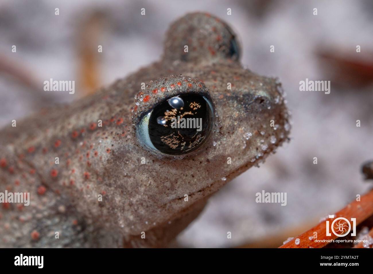 Eastern Spadefoot (Scaphiopus holbrookii Stock Photo - Alamy