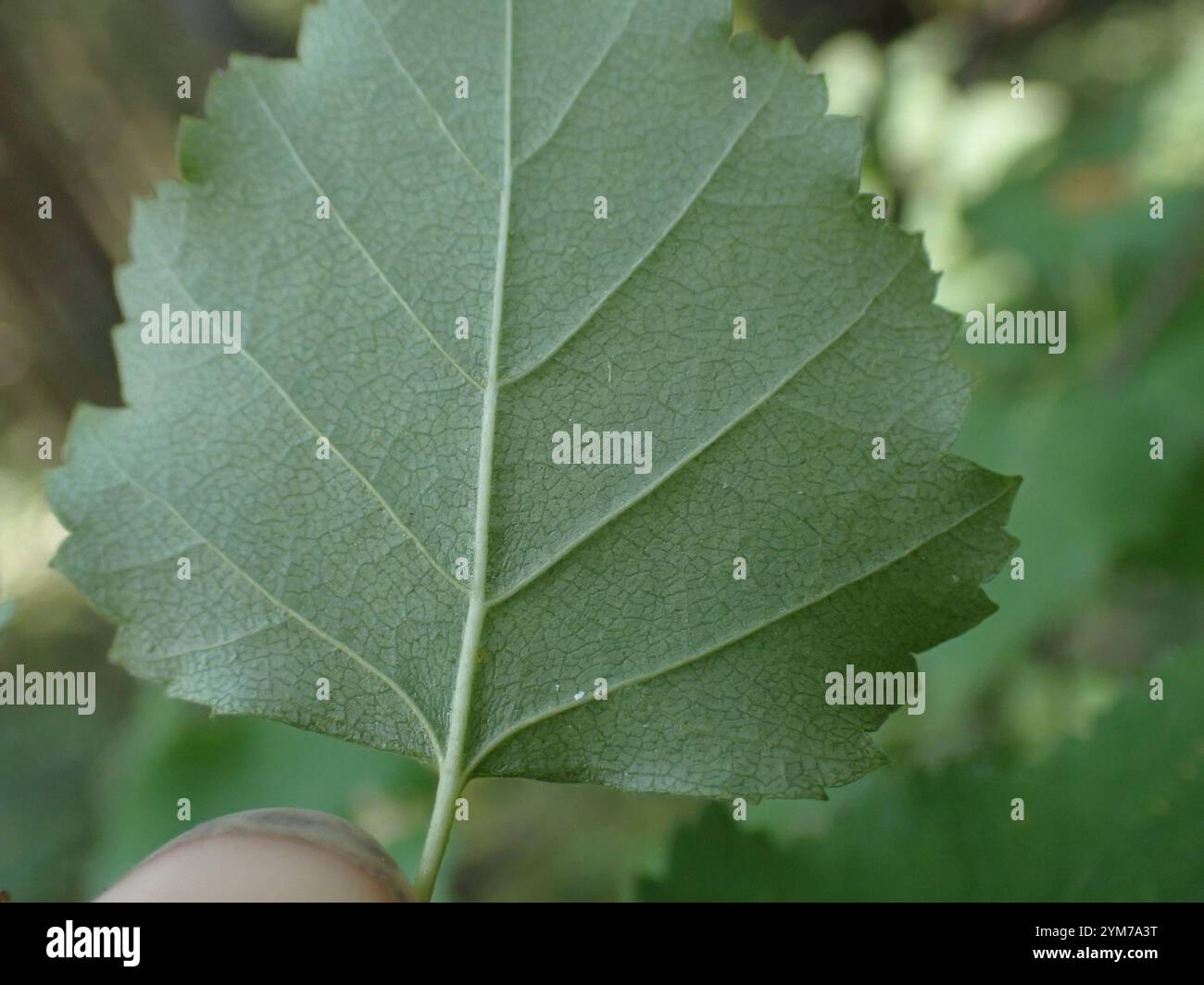 Alaska Paper Birch (Betula neoalaskana Stock Photo - Alamy