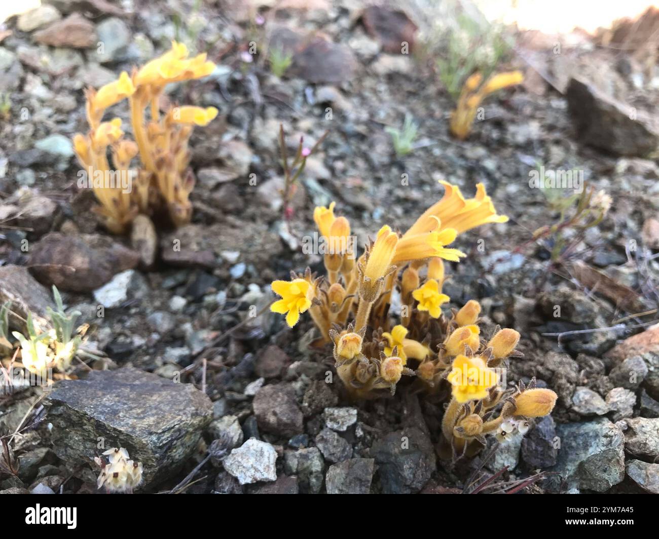 yellow clustered broomrape (Aphyllon franciscanum Stock Photo - Alamy