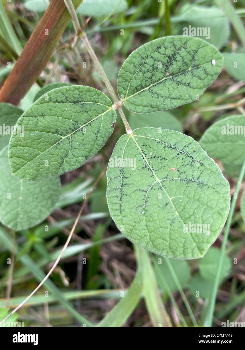 Twining Snoutbean (Rhynchosia tomentosa Stock Photo - Alamy
