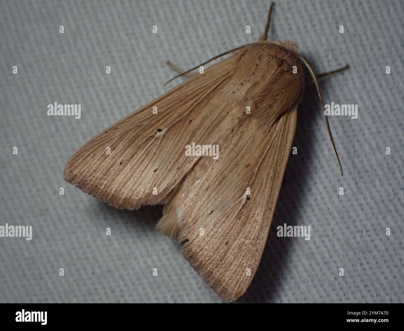 Lesser Wainscot (Mythimna oxygala Stock Photo - Alamy