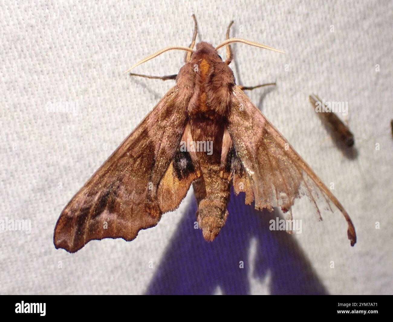 Small-eyed Sphinx (Paonias myops Stock Photo - Alamy