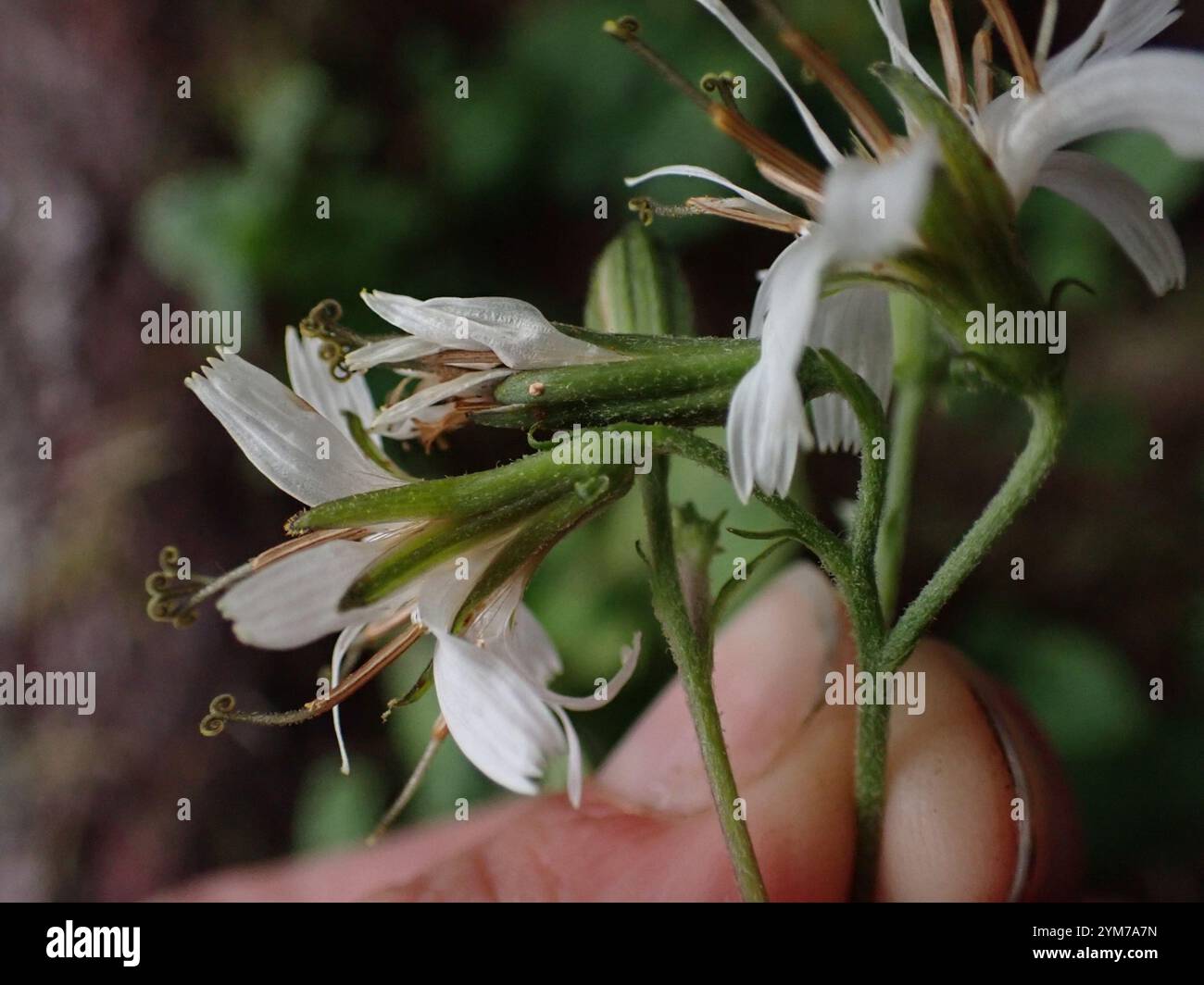western rattlesnake root (Nabalus alatus Stock Photo - Alamy