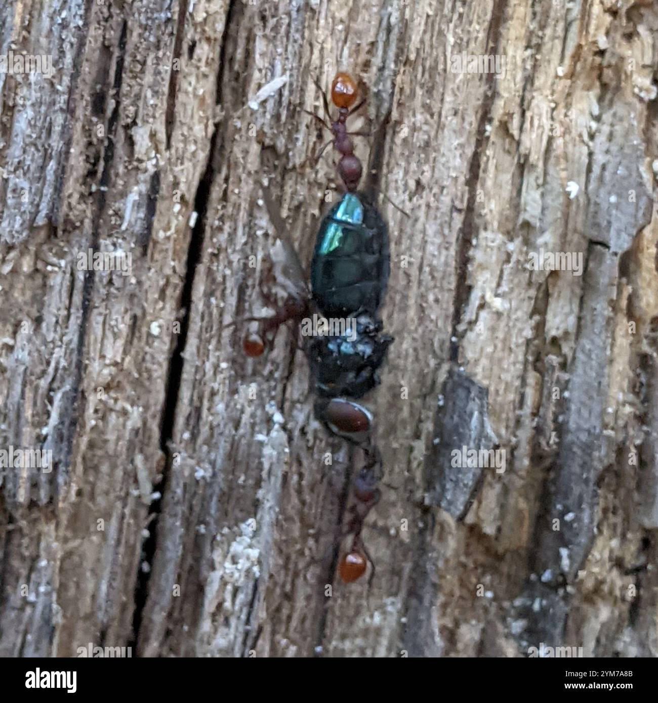 Tennessee collared ant hi-res stock photography and images - Alamy