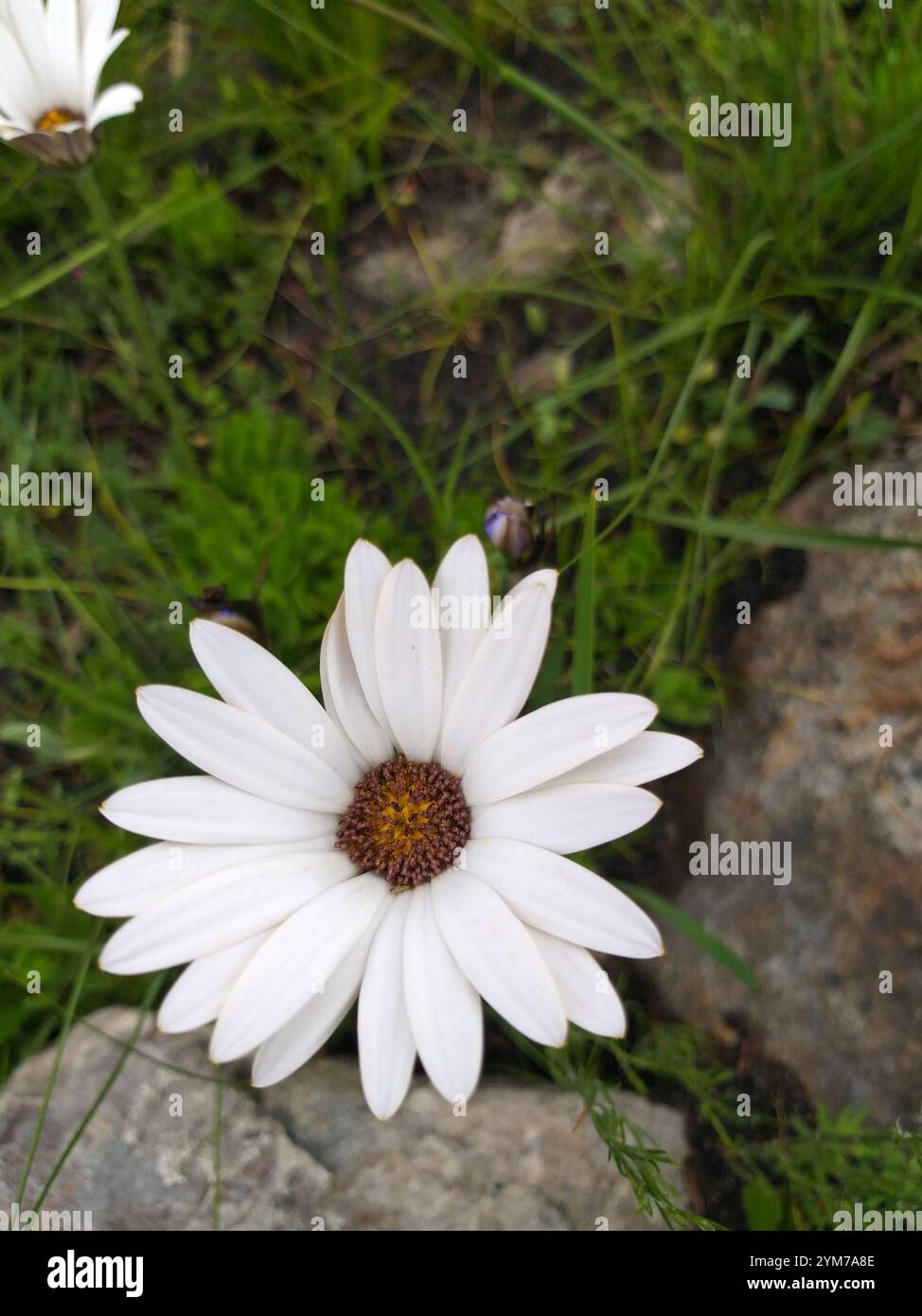 African oxeye (Dimorphotheca nudicaulis Stock Photo - Alamy