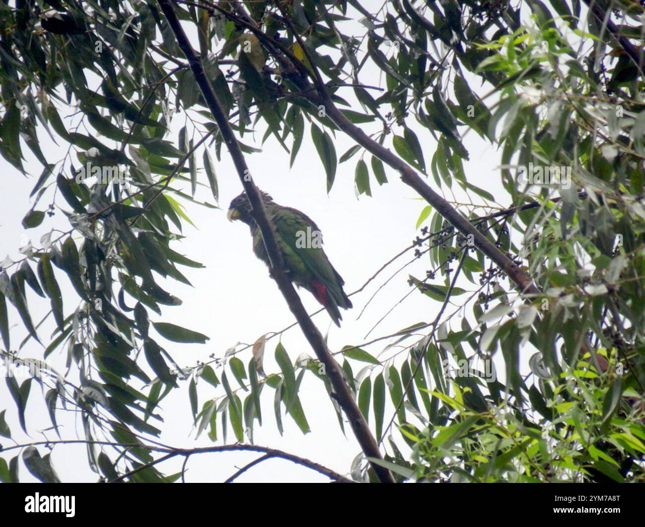 Scaly-headed Parrot (Pionus maximiliani Stock Photo - Alamy