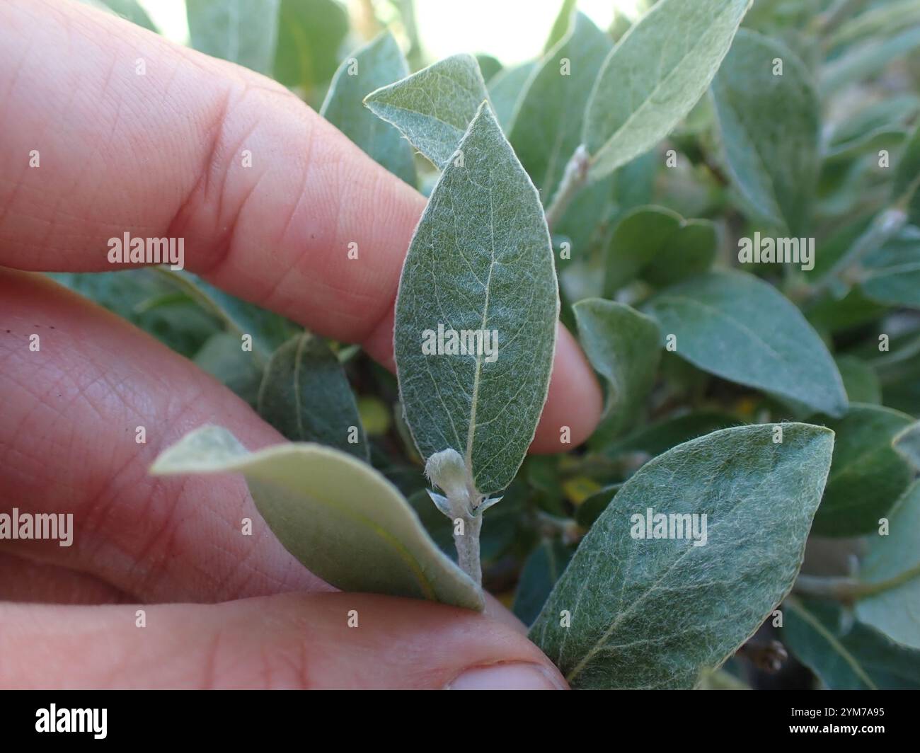 Alaska willow (Salix alaxensis Stock Photo - Alamy