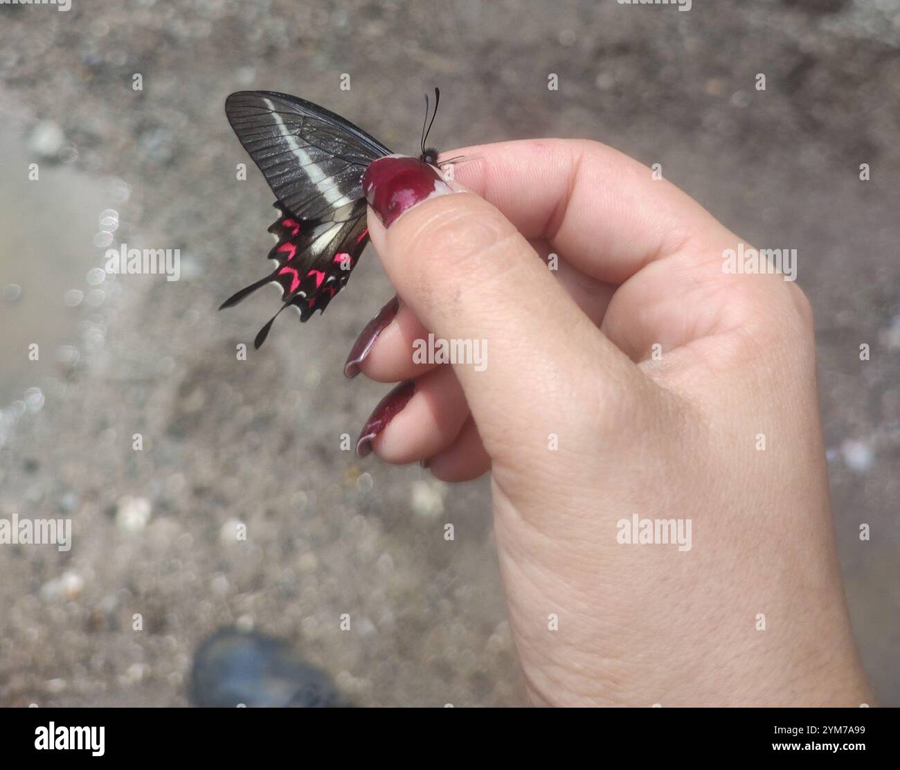 Lysithous hi-res stock photography and images - Alamy