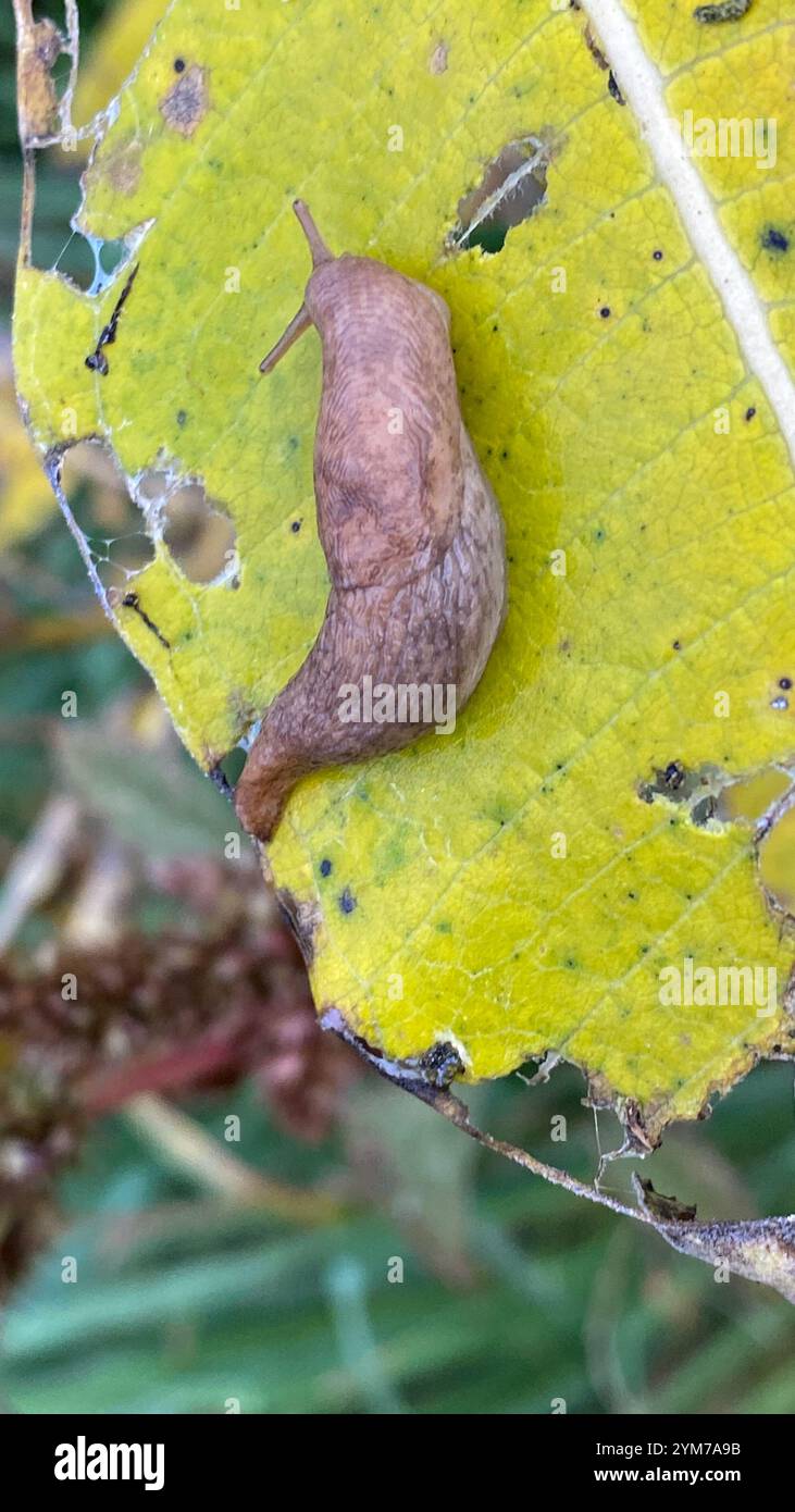 Milky Slug (Deroceras reticulatum Stock Photo - Alamy