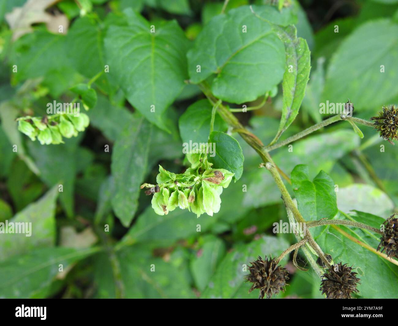 climbing false buckwheat (Fallopia scandens Stock Photo - Alamy