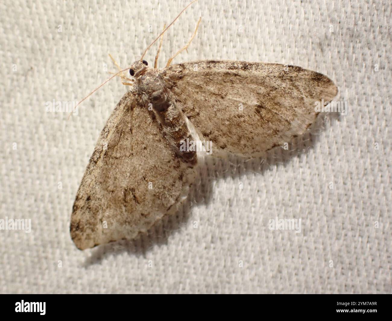 Geometer Moths (Geometridae Stock Photo - Alamy