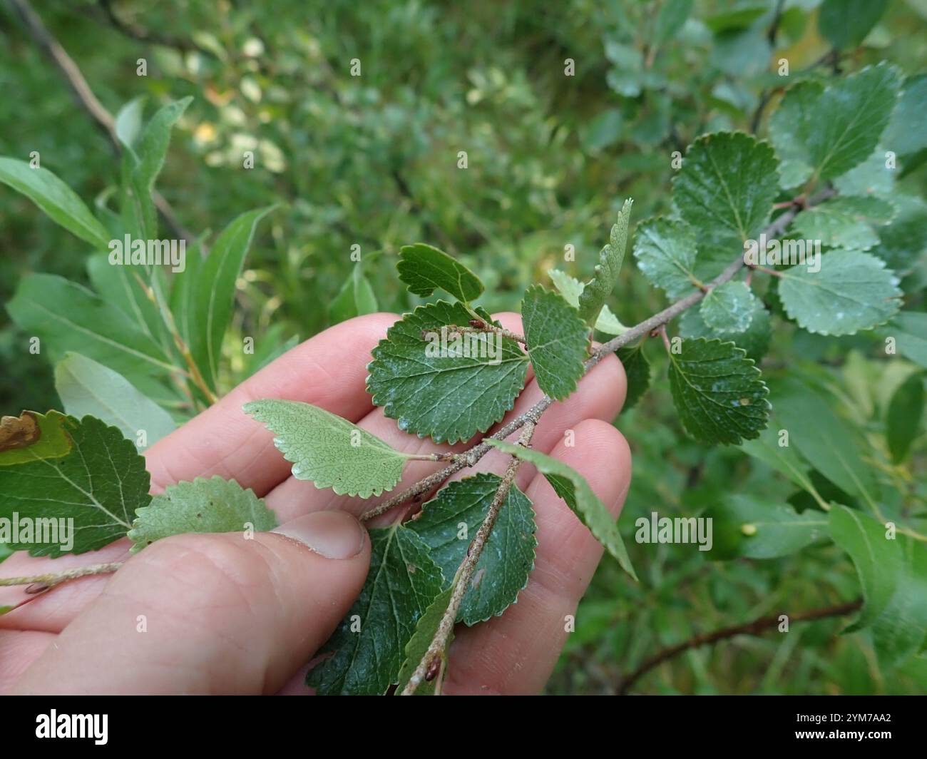 dwarf resin birch (Betula glandulosa Stock Photo - Alamy